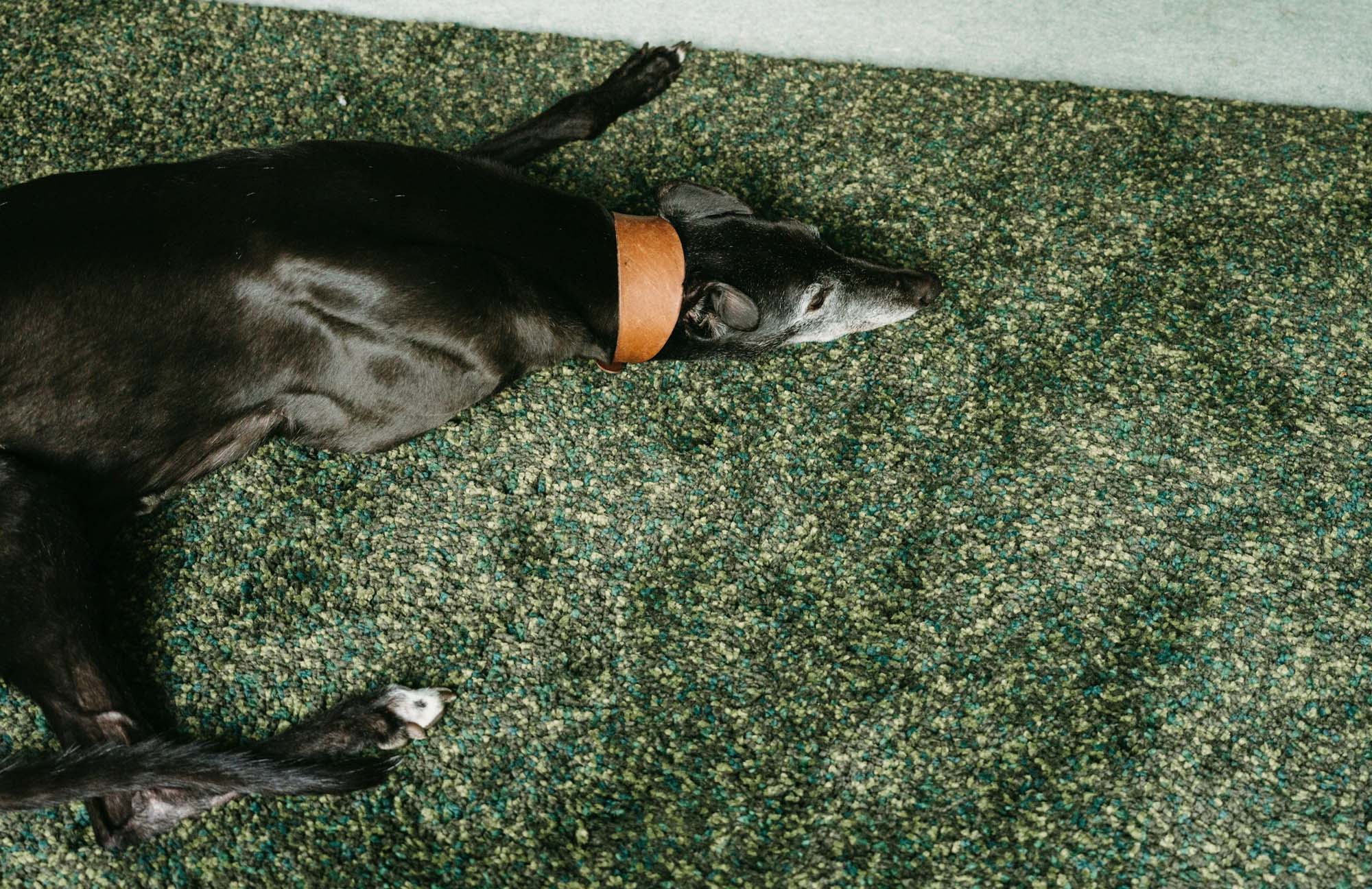 Pet Therapy: A furry cure for stress and anxiety | Virtu Health